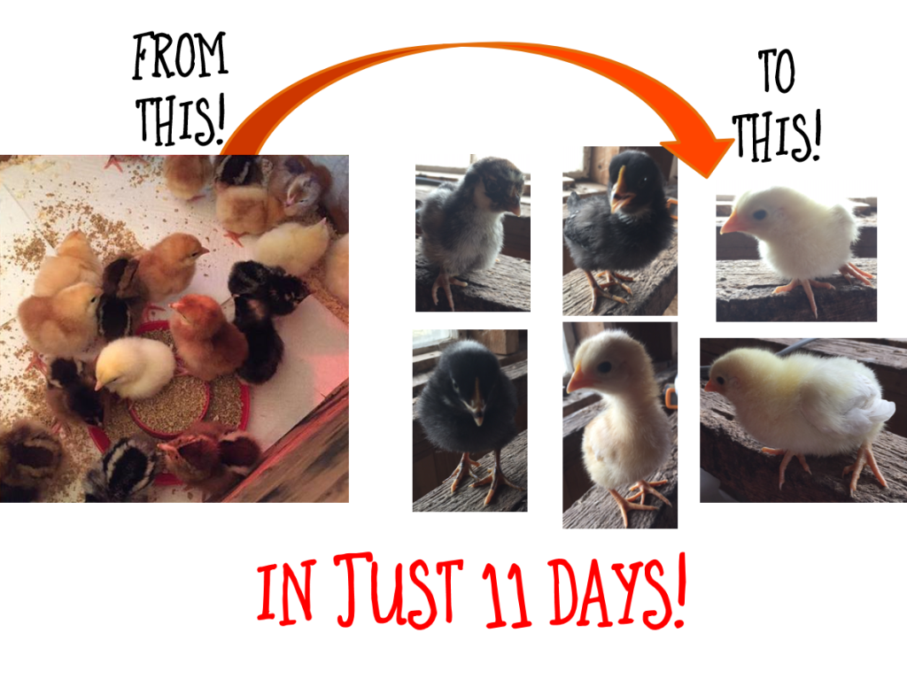 Backyard Chicken Program - Strong Family Farm