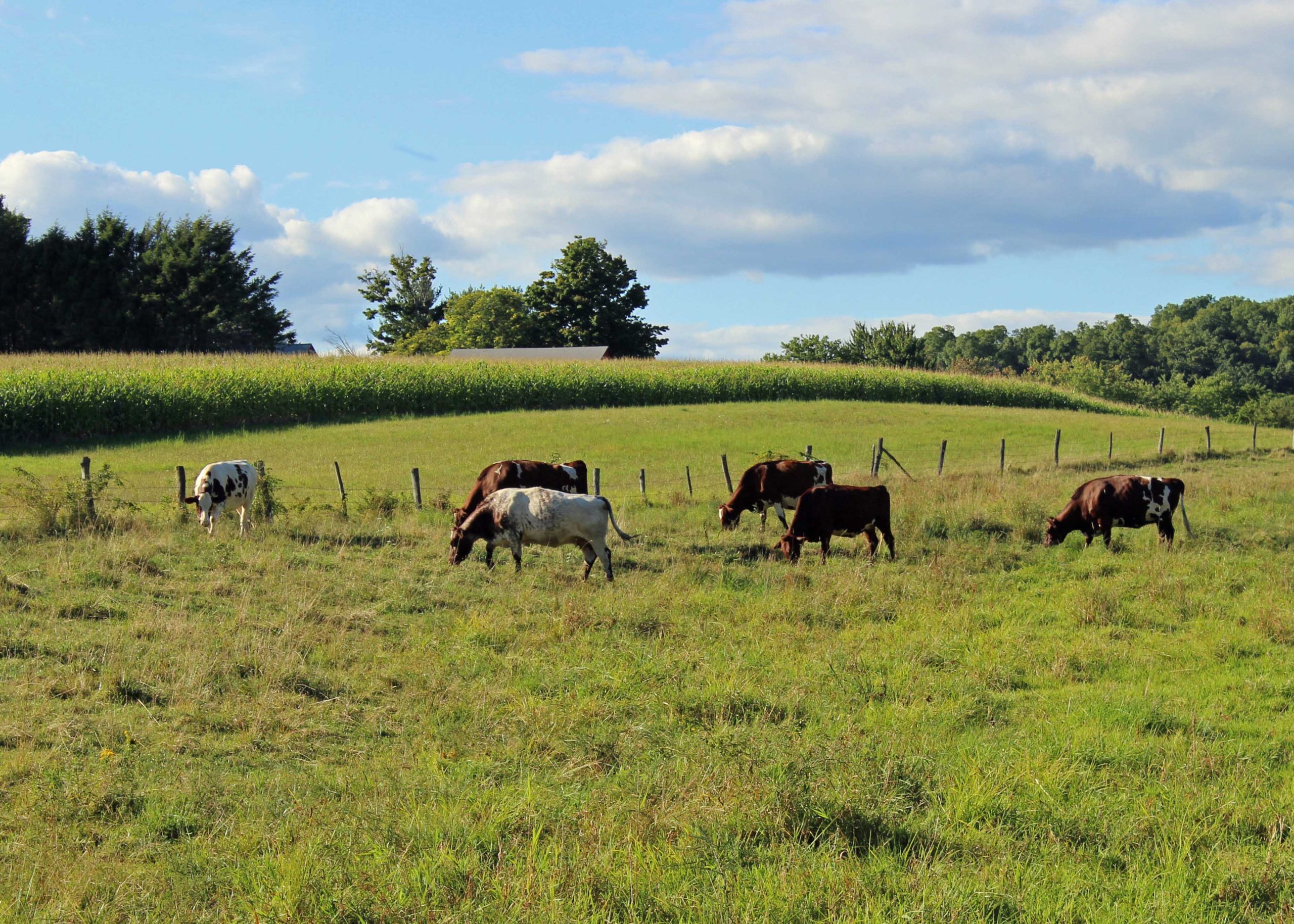 The Land - Strong Family Farm