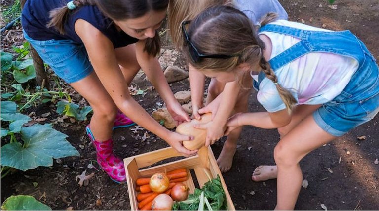 Home - Strong Family Farm