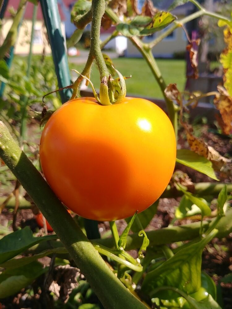 Tomatoes! - Strong Family Farm